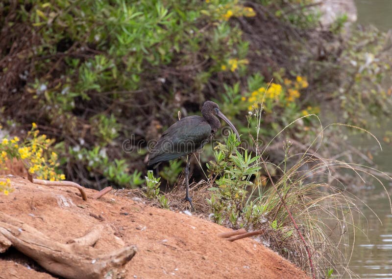 Beautiful View of a Black Loaf Bird in the Field on a Sunny Day Stock ...