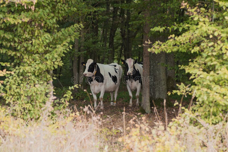 Beautiful View of Black and White Cows among the Trees. Stock Photo ...