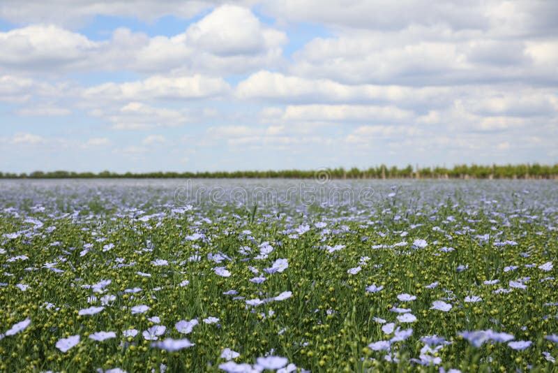 View of Blooming Flax Field on Summer Day Stock Image - Image of linen ...