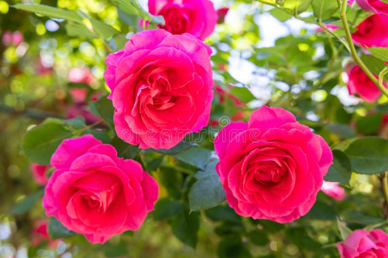 Beautiful Pink Roses Blooming in the Rose Garden. Stock Photo - Image ...