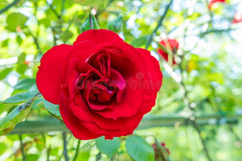 Beautiful Red Roses Blooming in the Rose Garden. Stock Photo - Image of ...