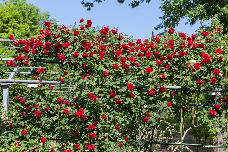 Beautiful Red Roses Blooming in the Rose Garden. Stock Photo - Image of ...