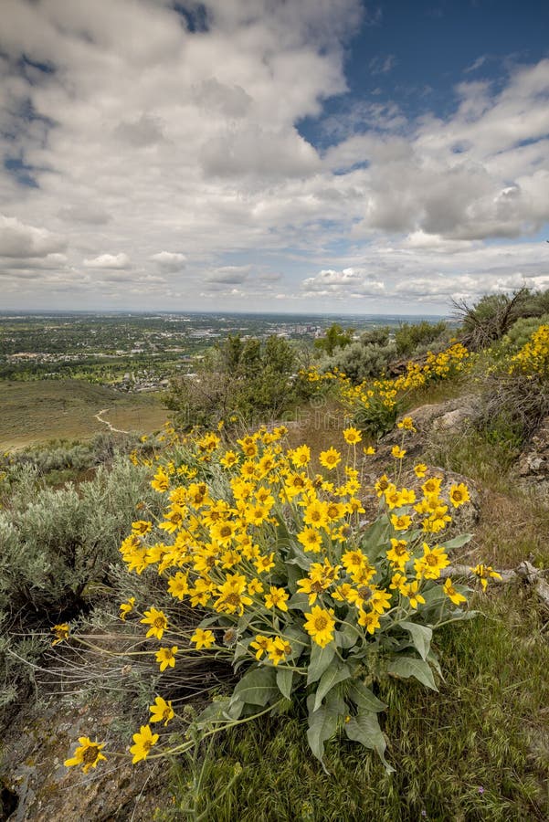 Beautiful View of Boise with Spring Flowers Stock Photo - Image of ...