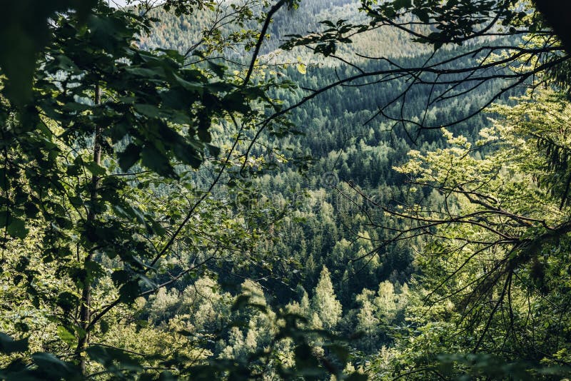 Beautiful View of Branches and Dense Forests in Retezat Mountains ...