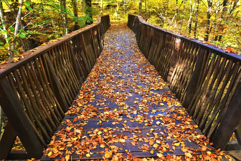 Beautiful View of a Bridge in Autumn Forest with Colorful Leaves Stock ...