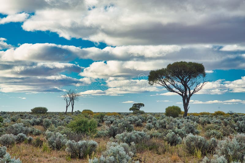Beautiful View of the Bush Outback, Tree and Grass Under a Cloudy Sky ...