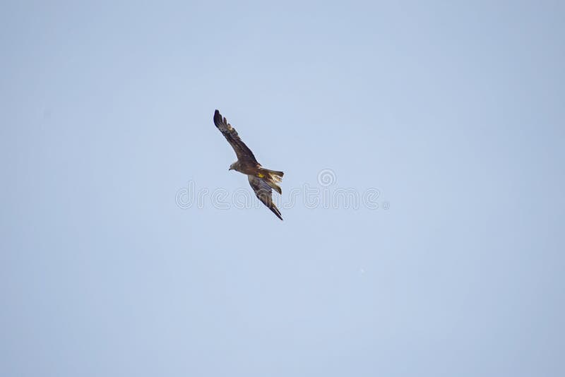 The Beautiful View of the Buzzard Soaring in Blue Sky 4. Stock Image ...