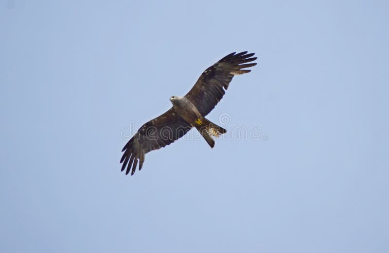 The Beautiful View of the Buzzard Soaring in the Blue Sky. Stock Photo ...