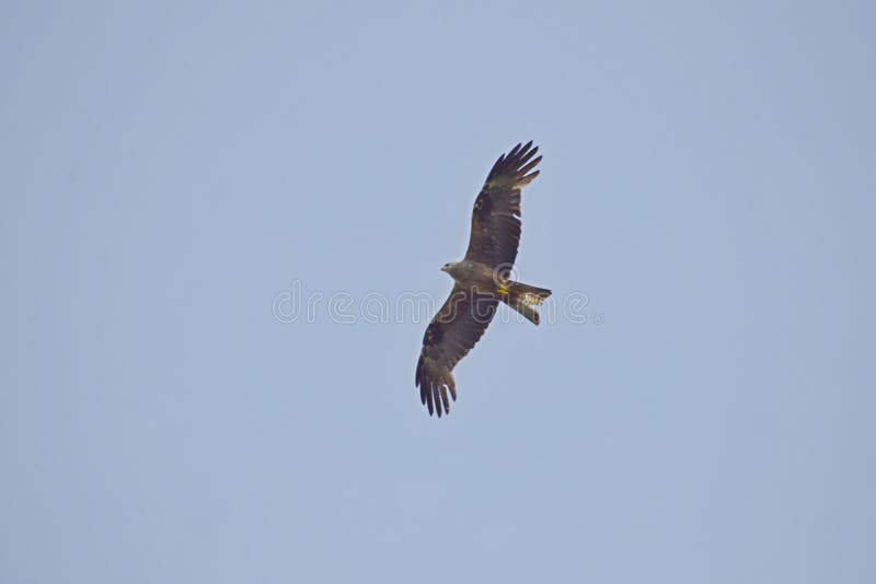 The Beautiful View of the Buzzard Soaring in Blue Sky 2. Stock Photo ...