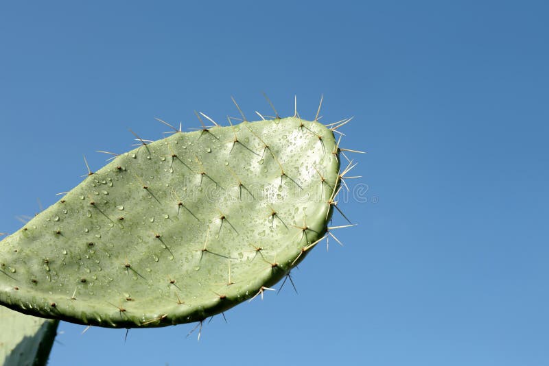 Beautiful View of Cactus with Thorns Against Blue Sky, Closeup. Space ...