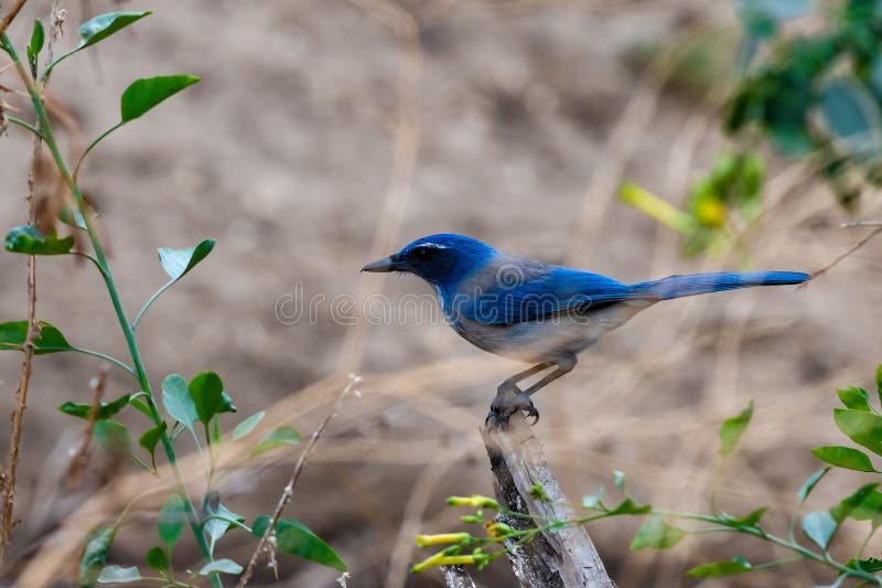 Beautiful View of the California Scrub Jay Stock Photo - Image of ...