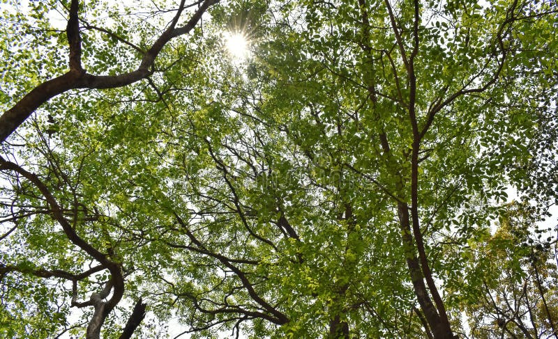 A Beautiful View of a Canopy Formed by Large Trees in Forest Area with ...