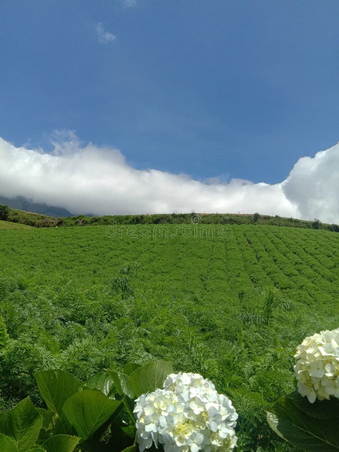 Beautiful View of Carrot Farm. Stock Photo - Image of pasture ...