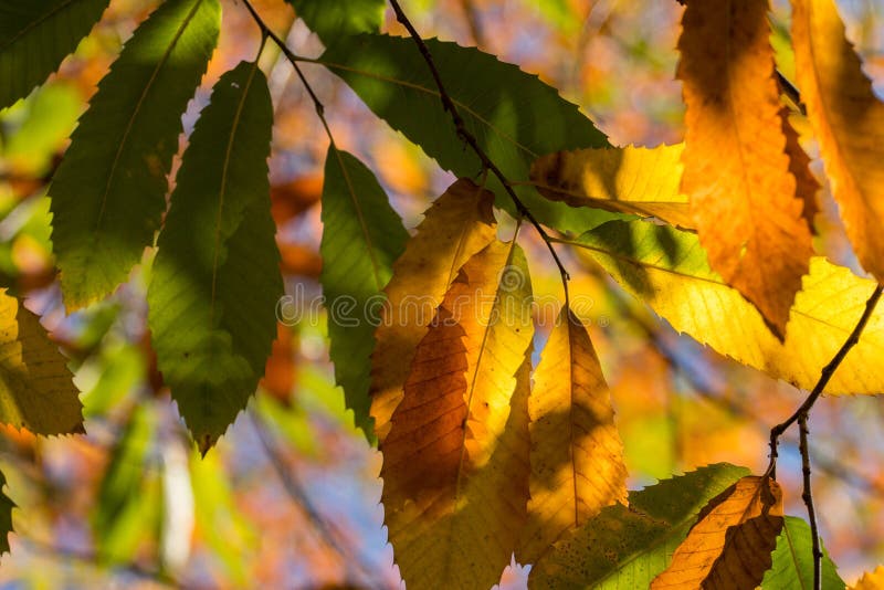 Beautiful View of Chestnut Tree Leaves. Stock Image - Image of season ...