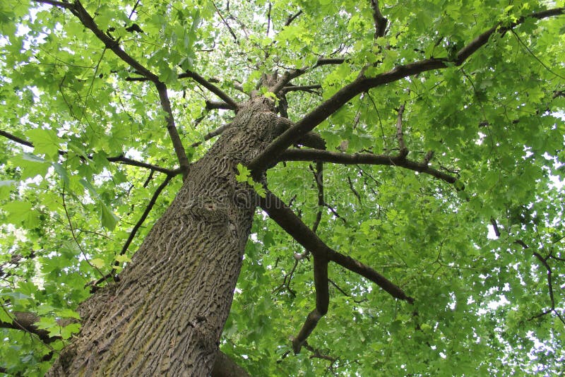 Gorgeous tree crowns stock photo. Image of ðµñ€ðµð²o - 184487788
