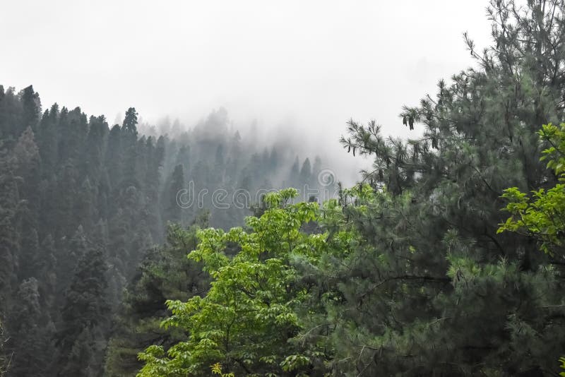Beautiful View of Clouded Sky with Pine Trees and Walnut Trees at ...