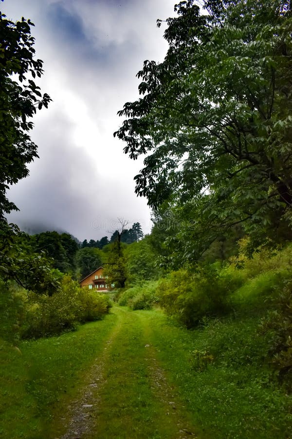 Beautiful View of Clouded Sky with Pine Trees and Walnut Trees at ...