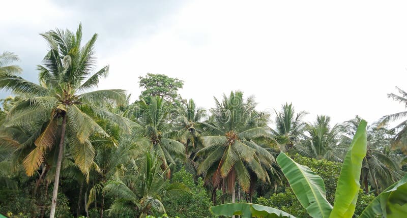 Beautiful View of Coconut Garden in the Village Stock Photo - Image of ...