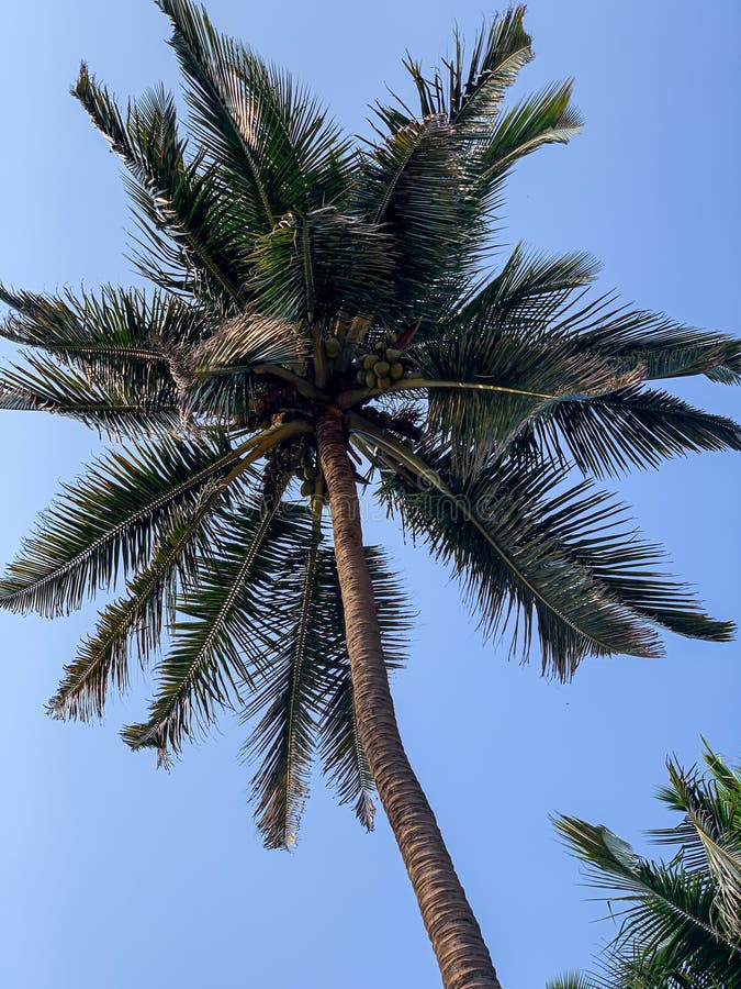 Coconut trees stock image. Image of natural, blue, sunny - 225364603