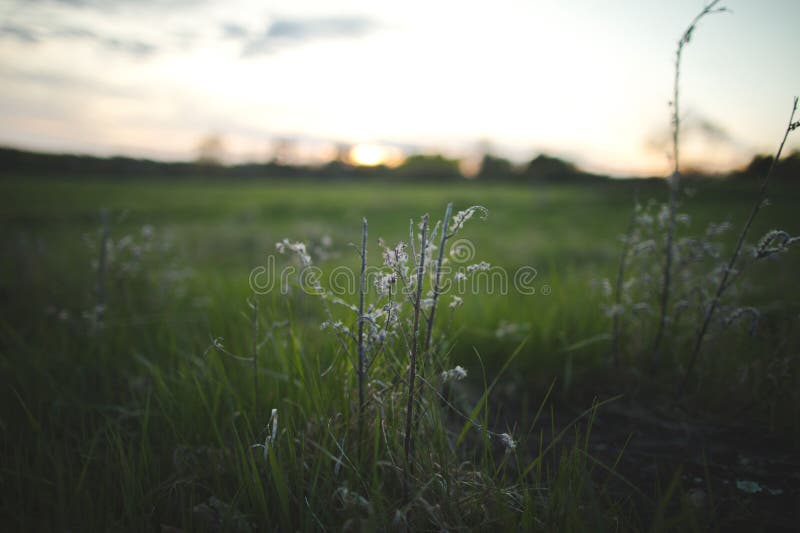 Beautiful View of Cogon Grass Grown in the Meadow Field Captured at ...