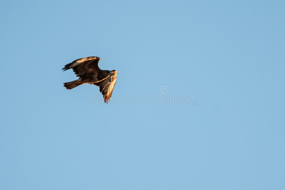 Beautiful View of a Common Buzzard Flying in the Blue Sky Stock Image ...