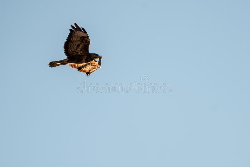 Beautiful View of a Common Buzzard Flying in the Blue Sky with Sunlight ...