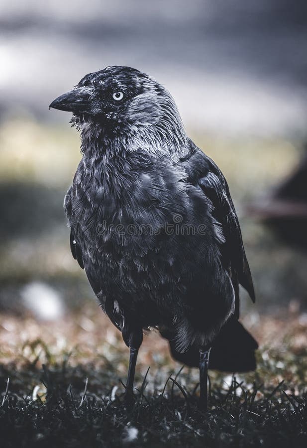 Beautiful View of a Common Raven in the Garden Stock Photo - Image of ...