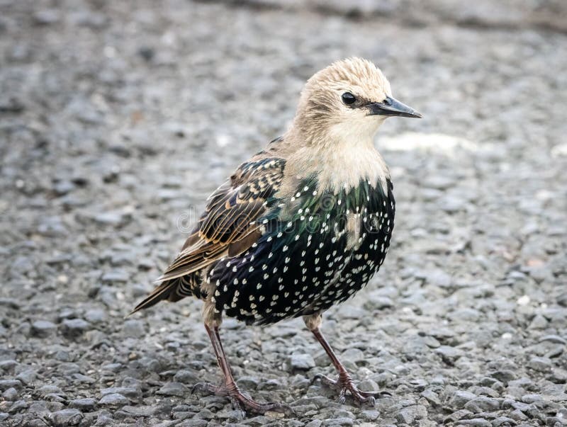 Beautiful View of a Common Starling Stock Image - Image of common ...