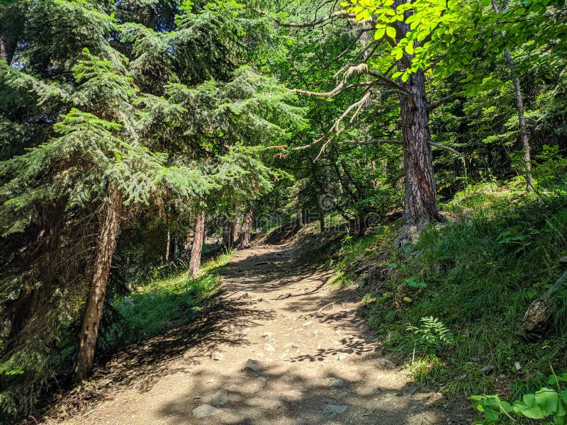 Beautiful View of the Coniferous Forest. the Rays of the Sun Break ...