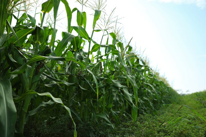 Beautiful View of Corn Field Blue Sky Stock Image - Image of natural ...