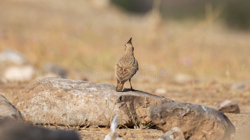 Beautiful View of Crested Lark on the Rocks Stock Photo - Image of ...