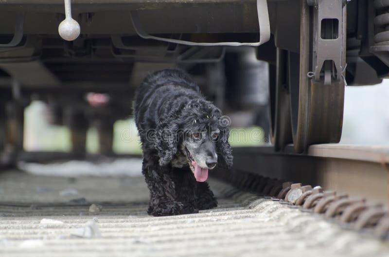 Beautiful View of a Cute Black Dog Walking on the Old and Rusty Railway ...
