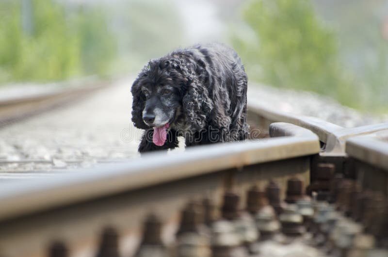 Beautiful View of a Cute Black Dog Walking on the Old and Rusty Railway ...