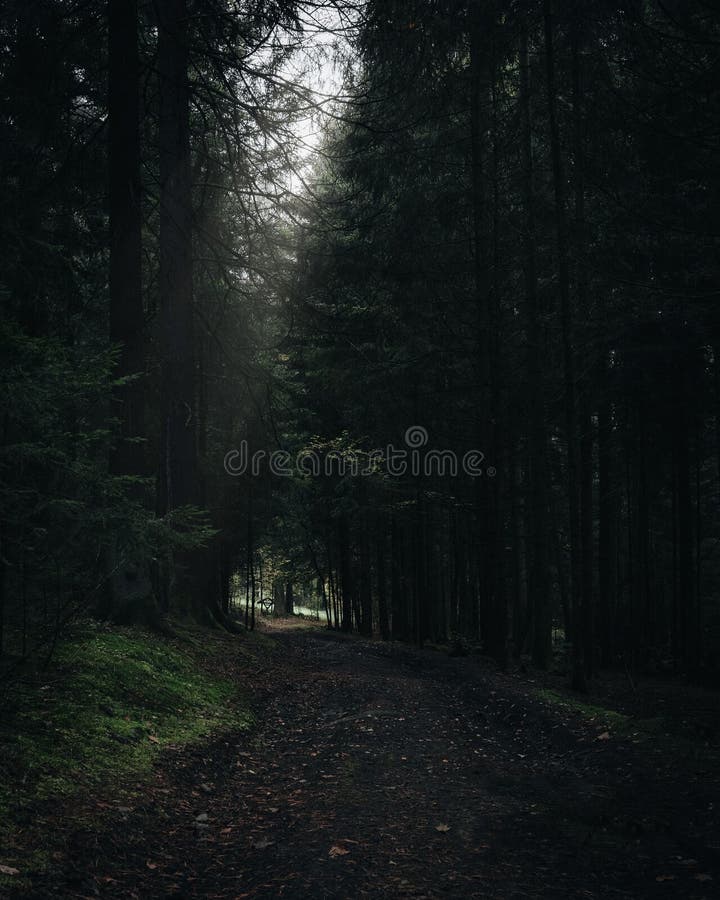 Beautiful View of a Dark Forest Pathway Stock Photo - Image of dark ...