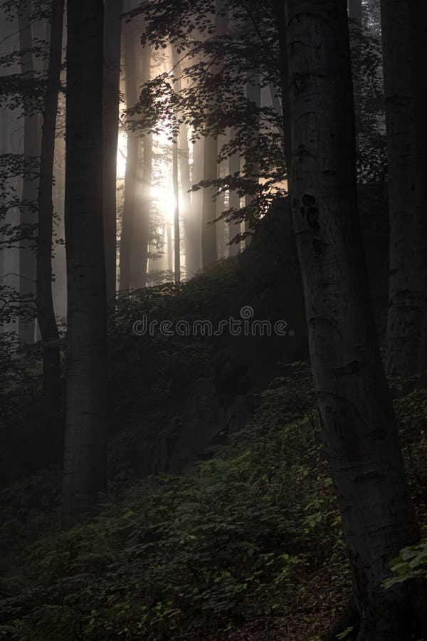 Beautiful View of a Dark Spooky Forest with Sunlight Silhouetting the ...