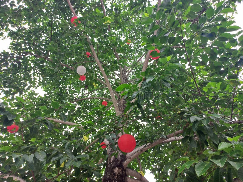 190 Kadam Tree Stock Photos - Free & Royalty-Free Stock Photos from ...