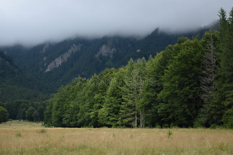 Beautiful View of a Dense Fir Forest with a Background of Mountains ...