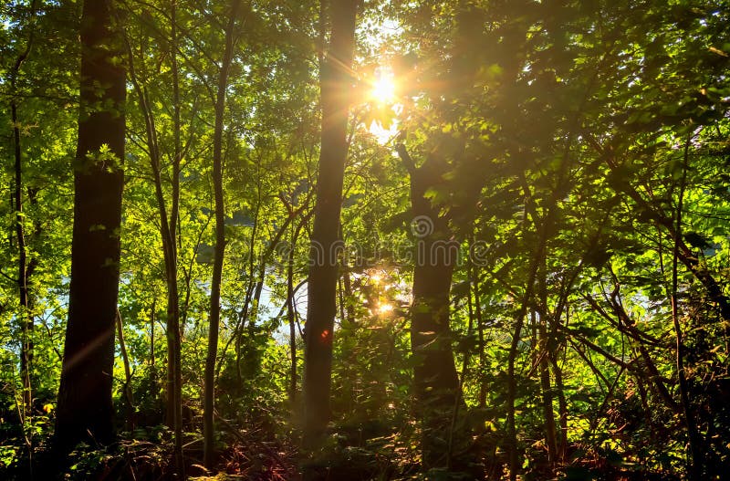 Beautiful View into a Dense Green Forest with Bright Sunlight Casting ...