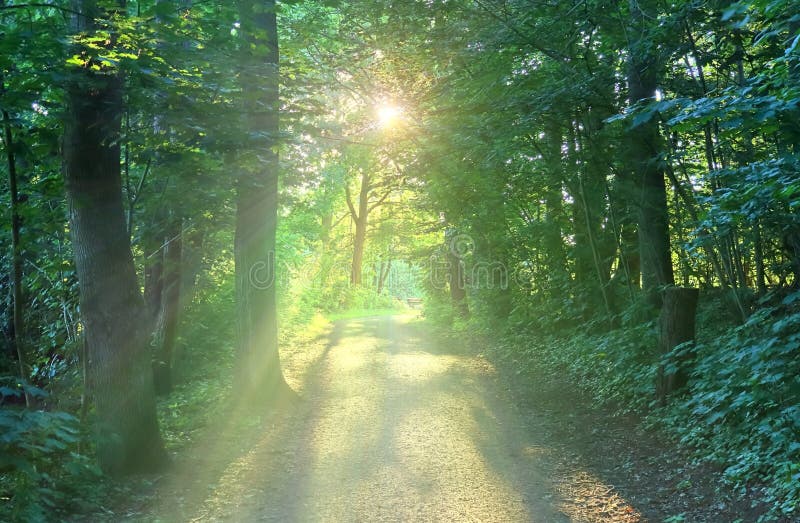 Beautiful View into a Dense Green Forest with Bright Sunlight Casting ...