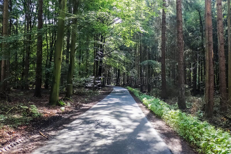 Beautiful View into a Dense Green Forest with Bright Sunlight Casting ...