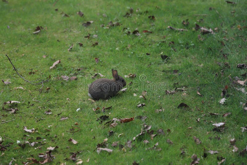 Beautiful View of a Domestic Small Rabbit Standing on Grass with Leaves ...