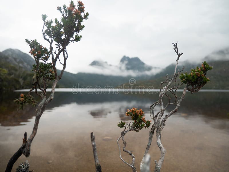 Beautiful View of the Dove Lake in Australia Stock Image - Image of ...
