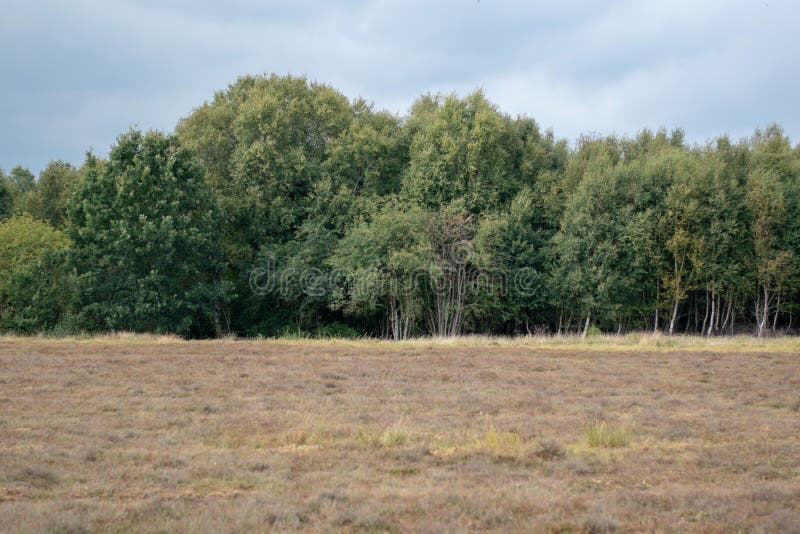 Beautiful View of Dried Field and Forest at Daytime Stock Image - Image ...