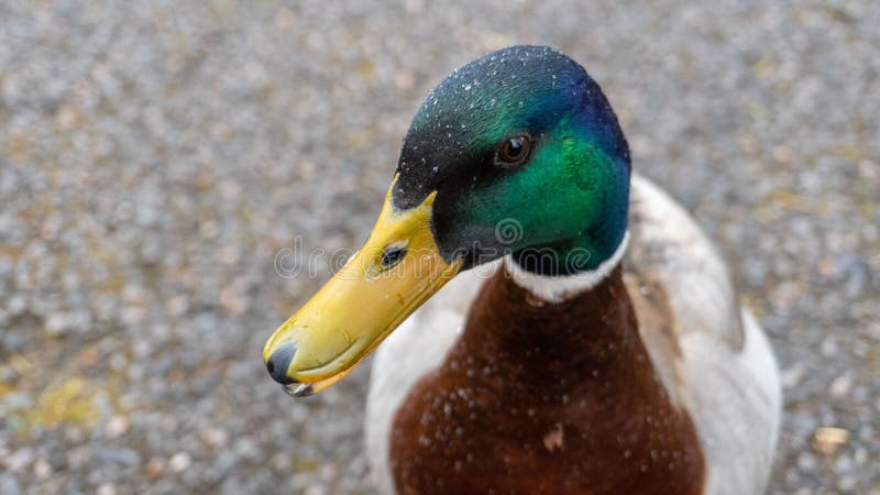 Beautiful View of a Duck Sitting in a Park and Looking Forward Stock ...