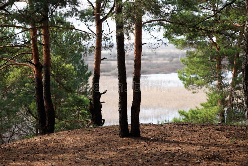 Beautiful View at the Edge of the Forest Stock Photo - Image of ...