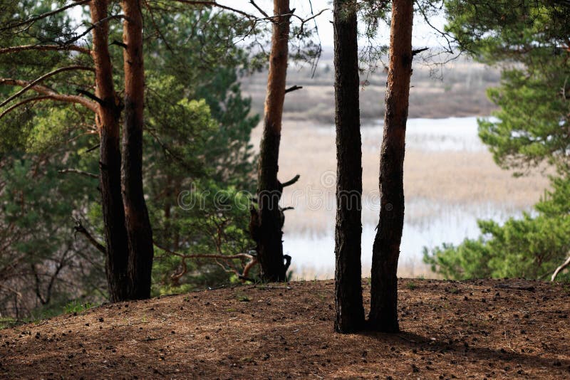 Beautiful View at the Edge of the Forest Stock Photo - Image of birch ...