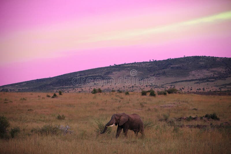 Beautiful View of an Elephant on the Fields Under the Purple Sky Stock ...