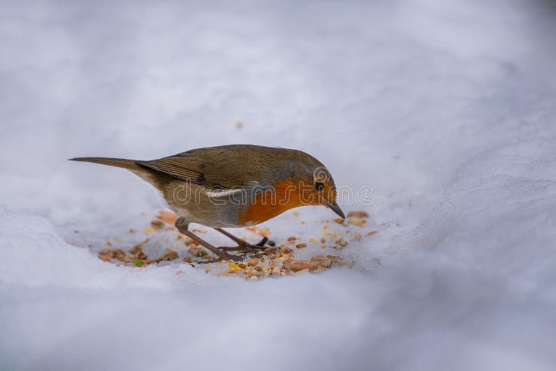 Beautiful View of European Robin Eating in the Snow Stock Photo - Image ...