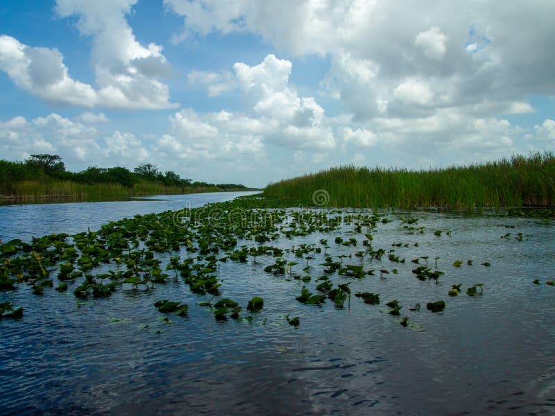 779 Miami Swamp Photos - Free & Royalty-Free Stock Photos from Dreamstime
