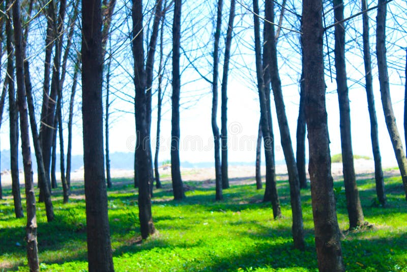 This is a Beautiful View of the Evergreen Tree Stock Photo - Image of ...